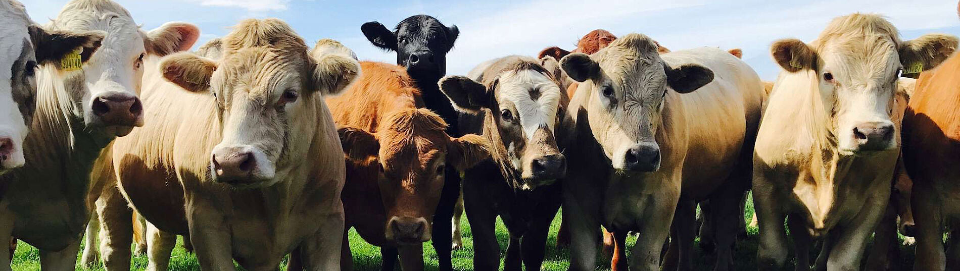 Bestes Fleisch mit Tierwohl Produkten | Fleischerei famila